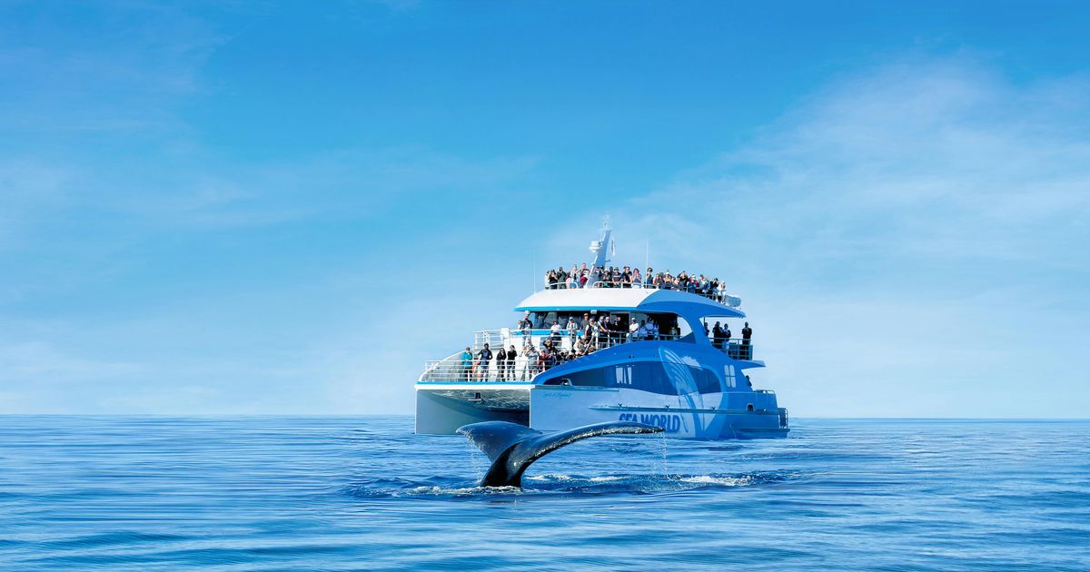 Sea World whale-watching cruise with 100% sighting guarantee - Tinggly