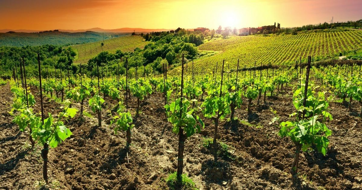 Chianti sunset excursion with wine tasting and optional dinner - Tinggly