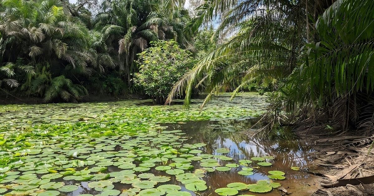 Private Tour to Hike in the Masingini Forest from The Mora Zanzibar ...
