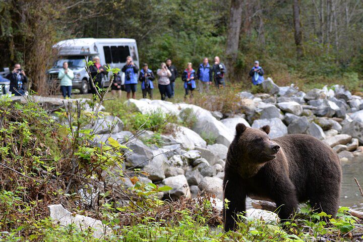 Great Bears of Bute: Grizzly Bear Viewing & Indigenous Cultural Tour ...
