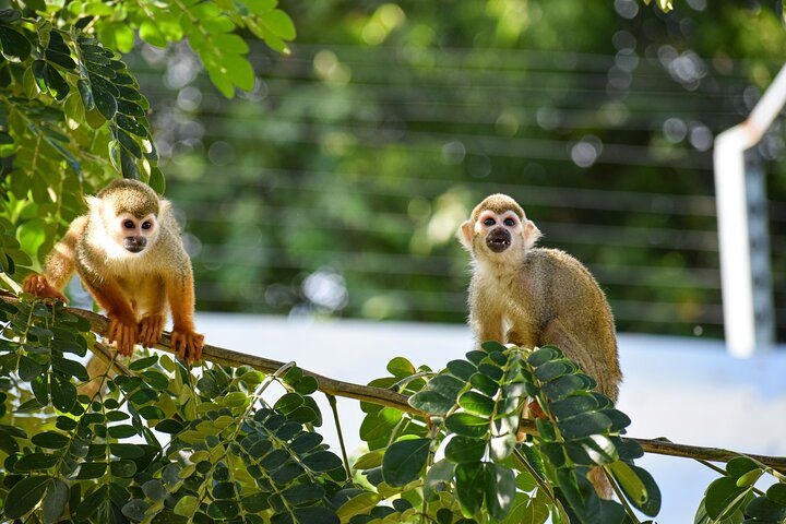 Monkey Encounter and Zip Line Tour from Amber Cove and Taino Bay - Tinggly