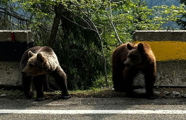bear sanctuary bucharest