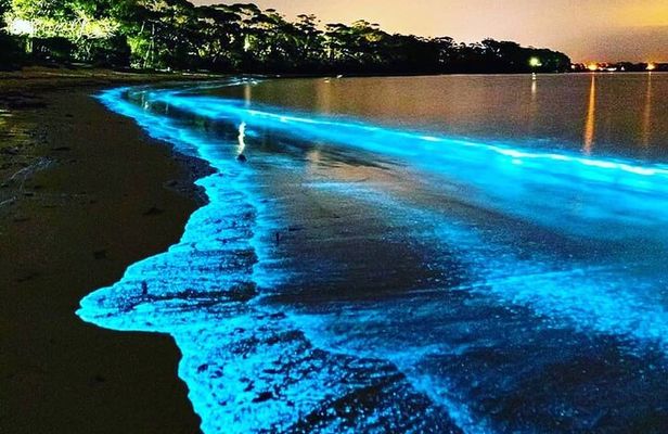 Florida Bioluminescence Clear Kayak Tour | Cocoa Beach (Kiwanis Island ...