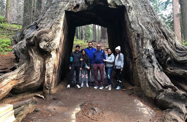 Big Trees Hike & Riverside Cookout Adventure - Tinggly