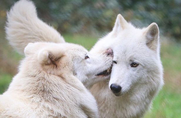 arctic wolf experience